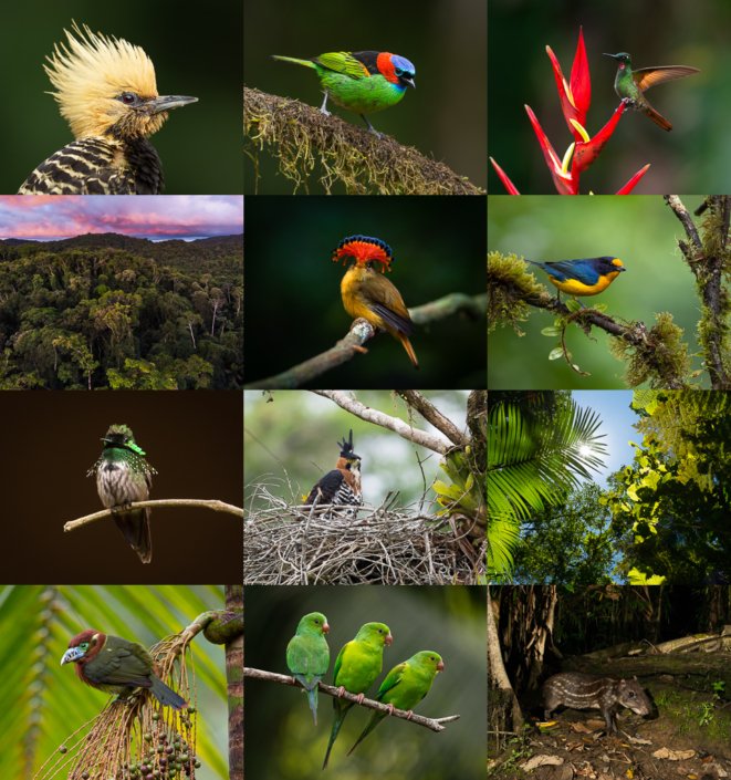 Birds of the Atlantic Rainforest – Pantanal Photo Tours