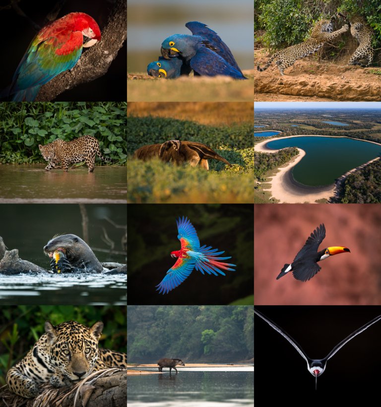 North Pantanal 2026 – Pantanal Photo Tours